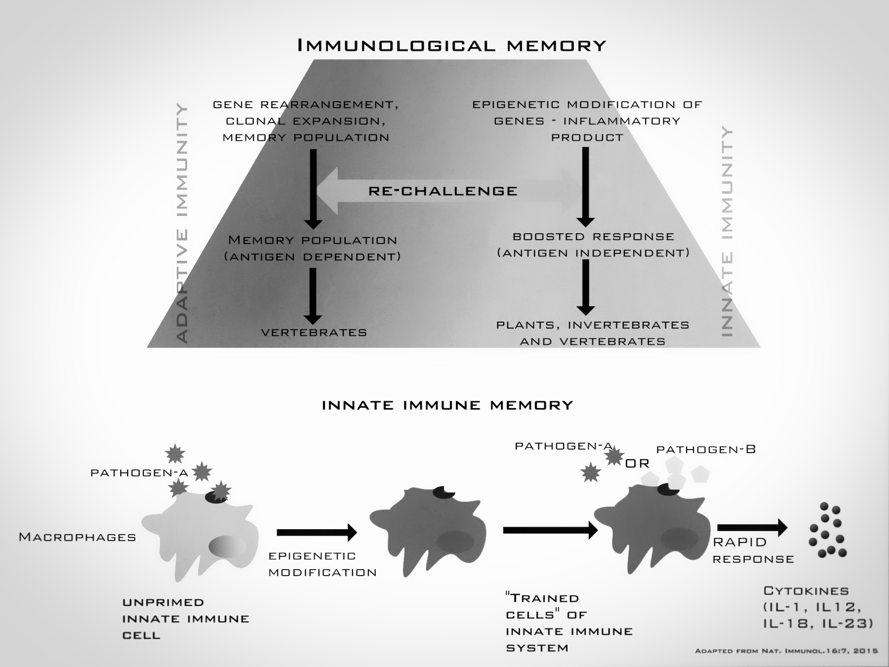 Epigenetics “train” innate immune memory! – Johns Hopkins Medicine